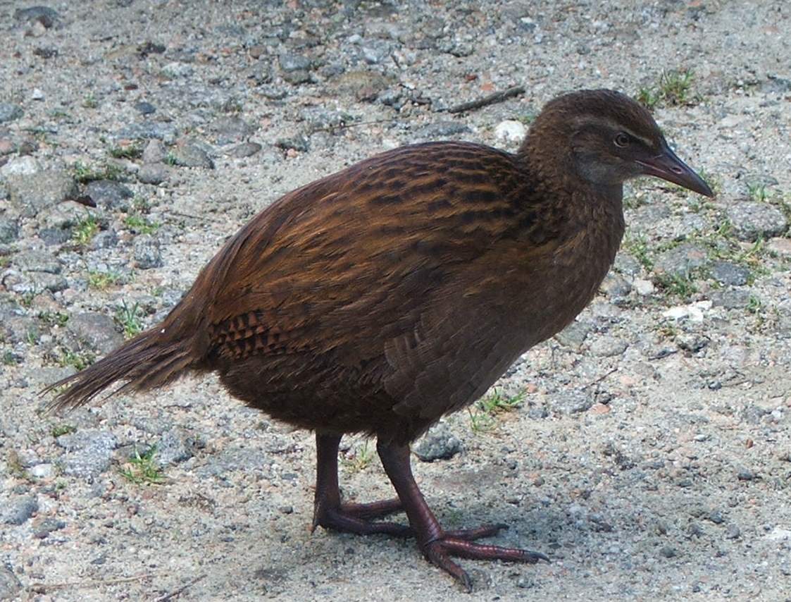 Weka Data Mining Tutorial - Part Two - Crained Weka Data Mining Tutorial - Part Two - Crained